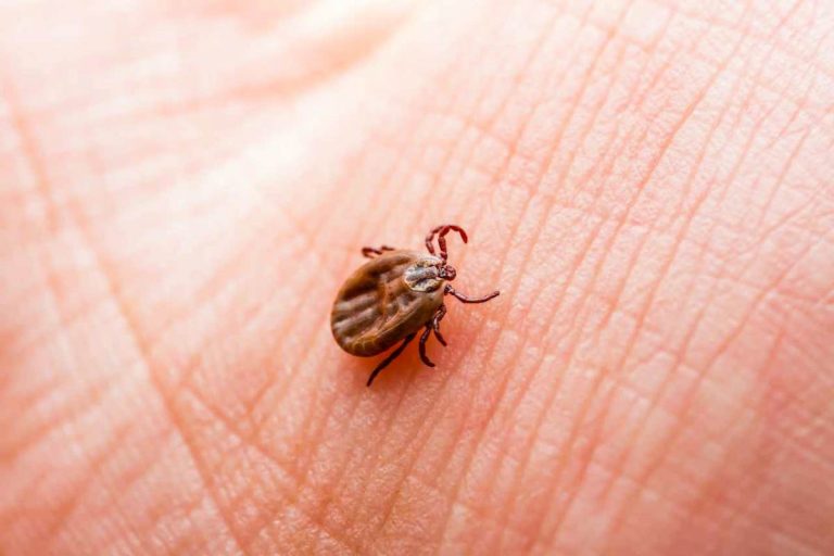 Zecche, i sintomi della malattia di Lyme: attenzione ai vostri bambini ...